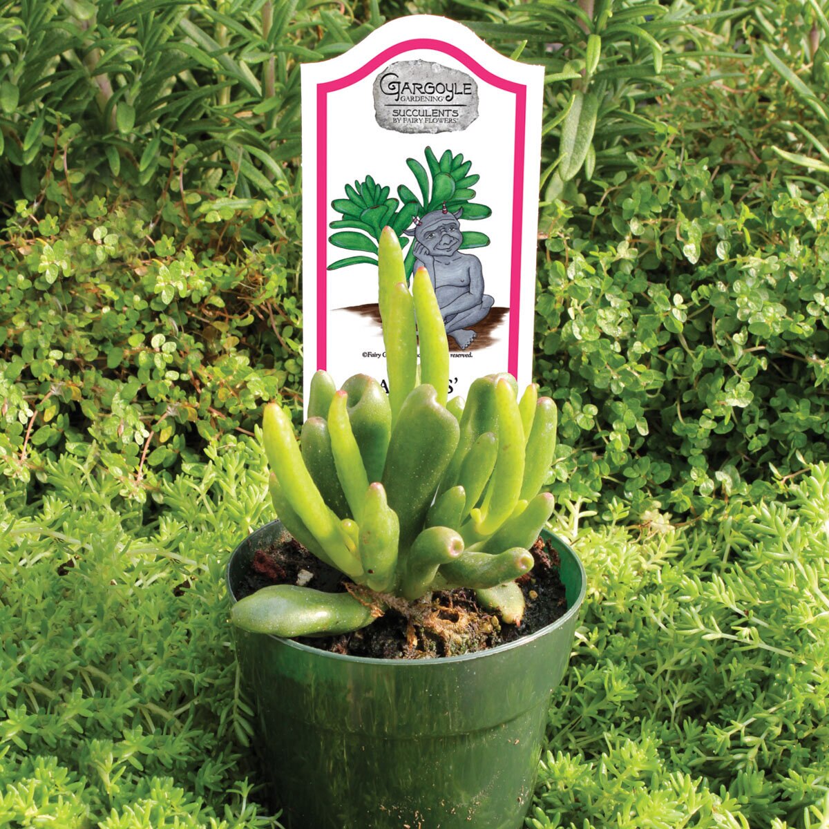 Crassula Ovata Hobbit Jade Plant | SiteOne US