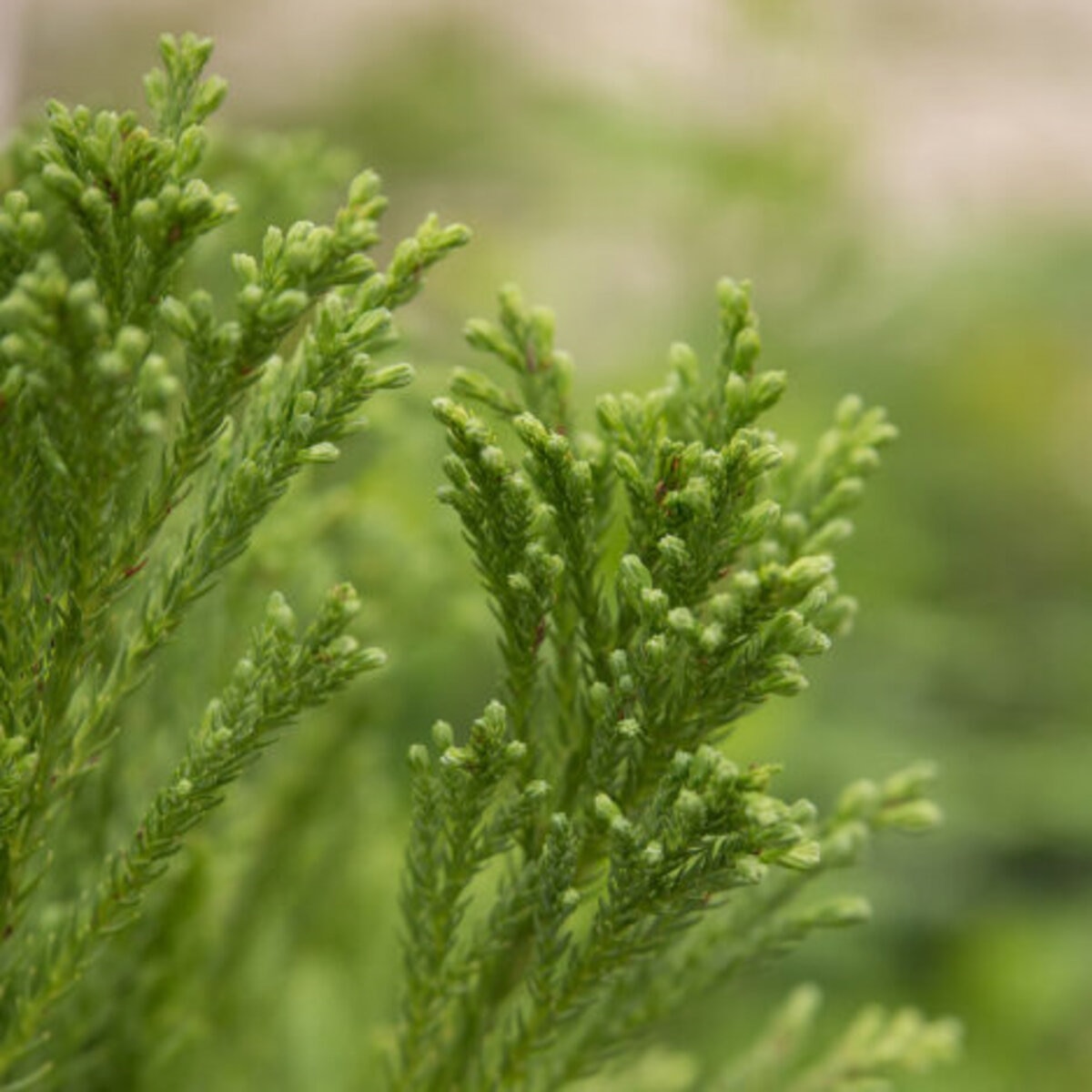 Cryptomeria Japonica Chapel View Japanese Cedar | SiteOne US