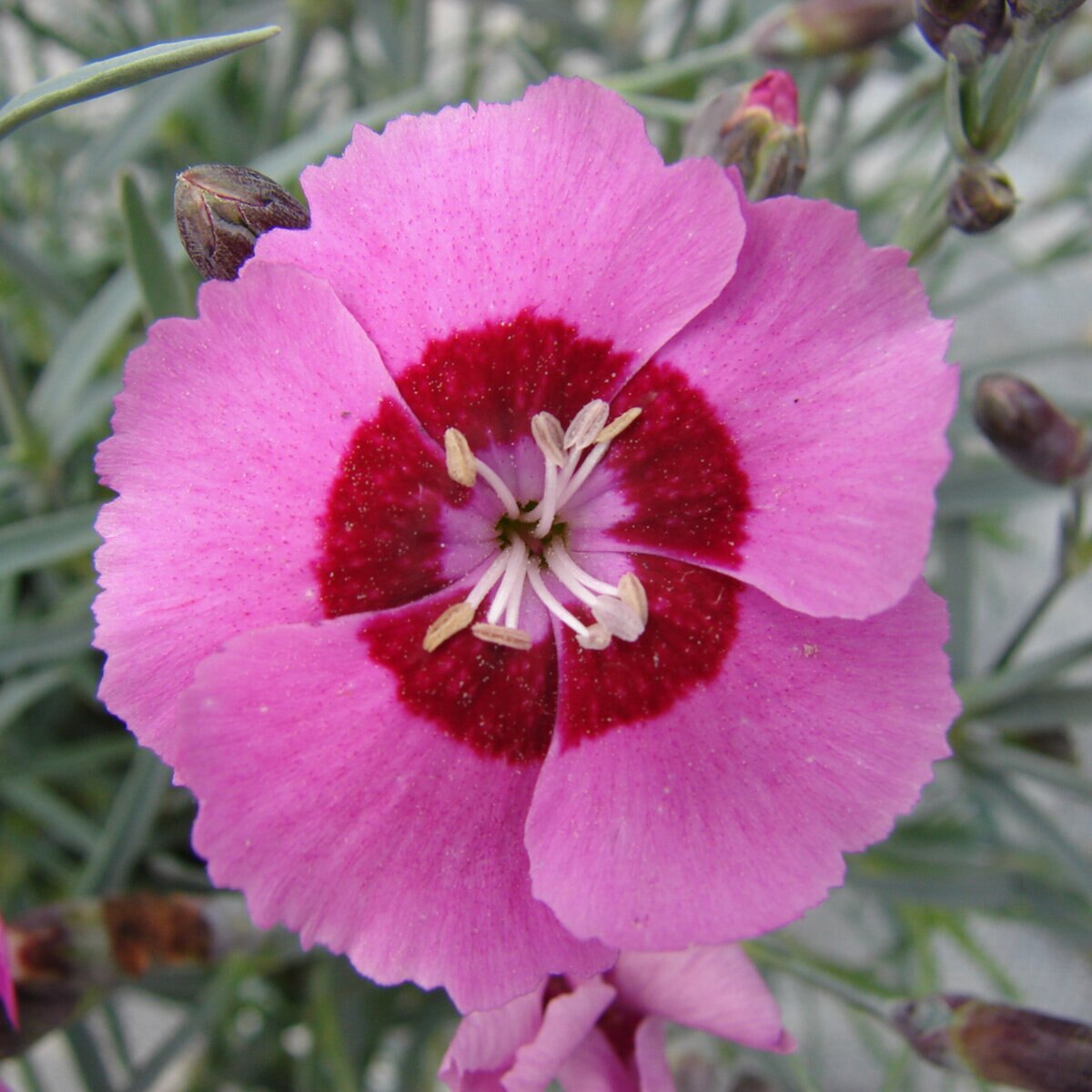 Dianthus X Star Single Peppermint Star Pinks | SiteOne