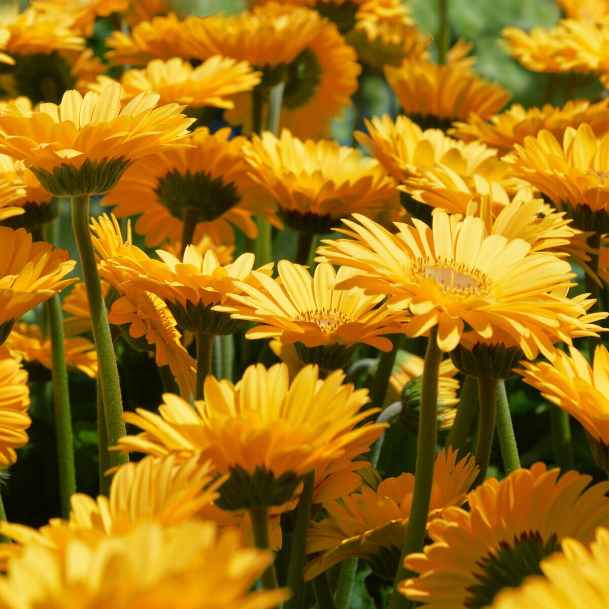 Gerbera Garvinea Sweet Honey African Daisy | SiteOne US