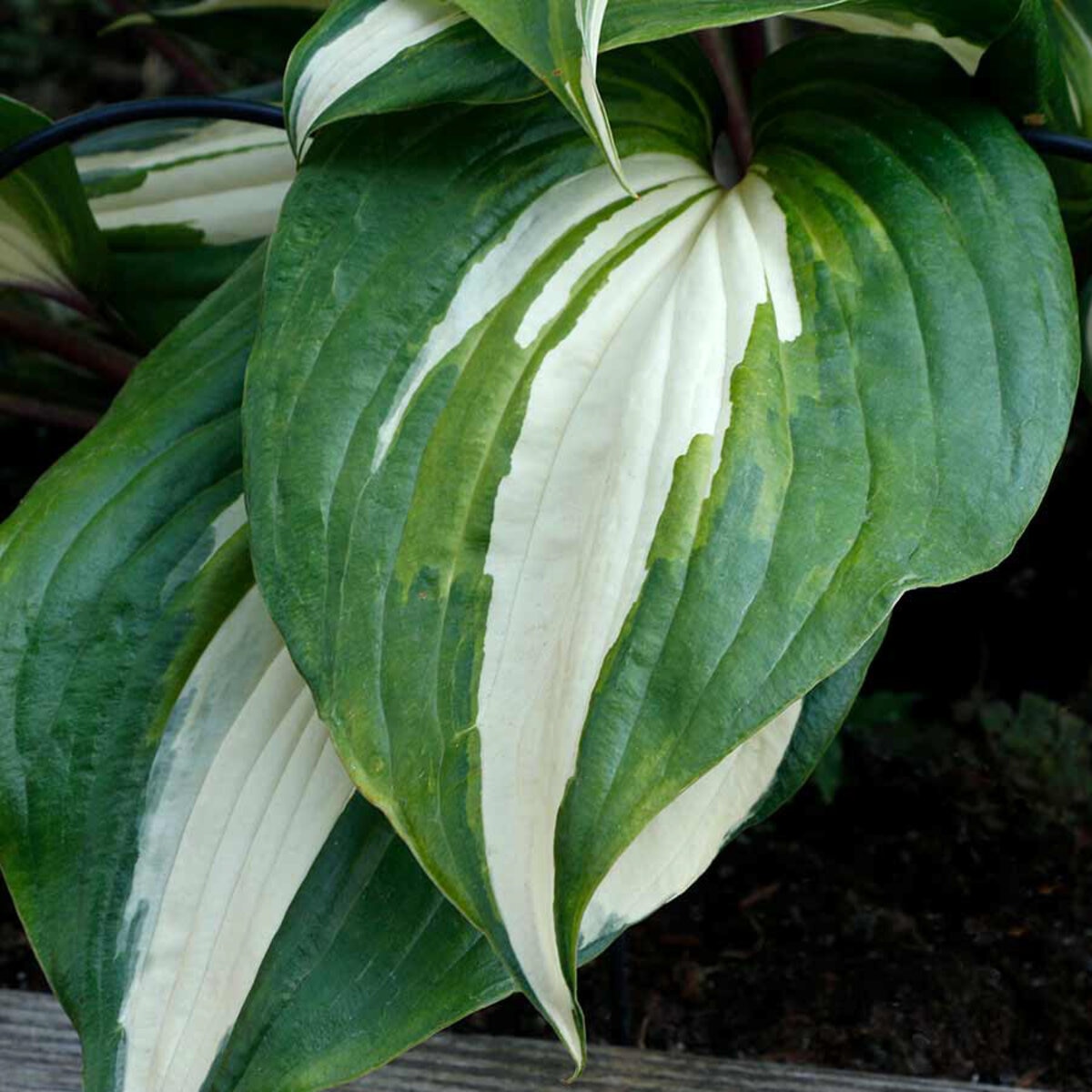 Hosta Raspberry Sundae Plantain Lily | SiteOne US