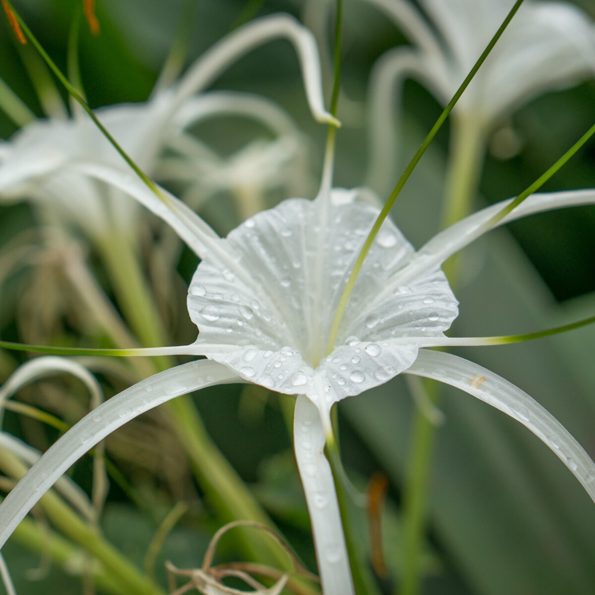 Hymenocallis Caribaea Texas Spiderlily | SiteOne US