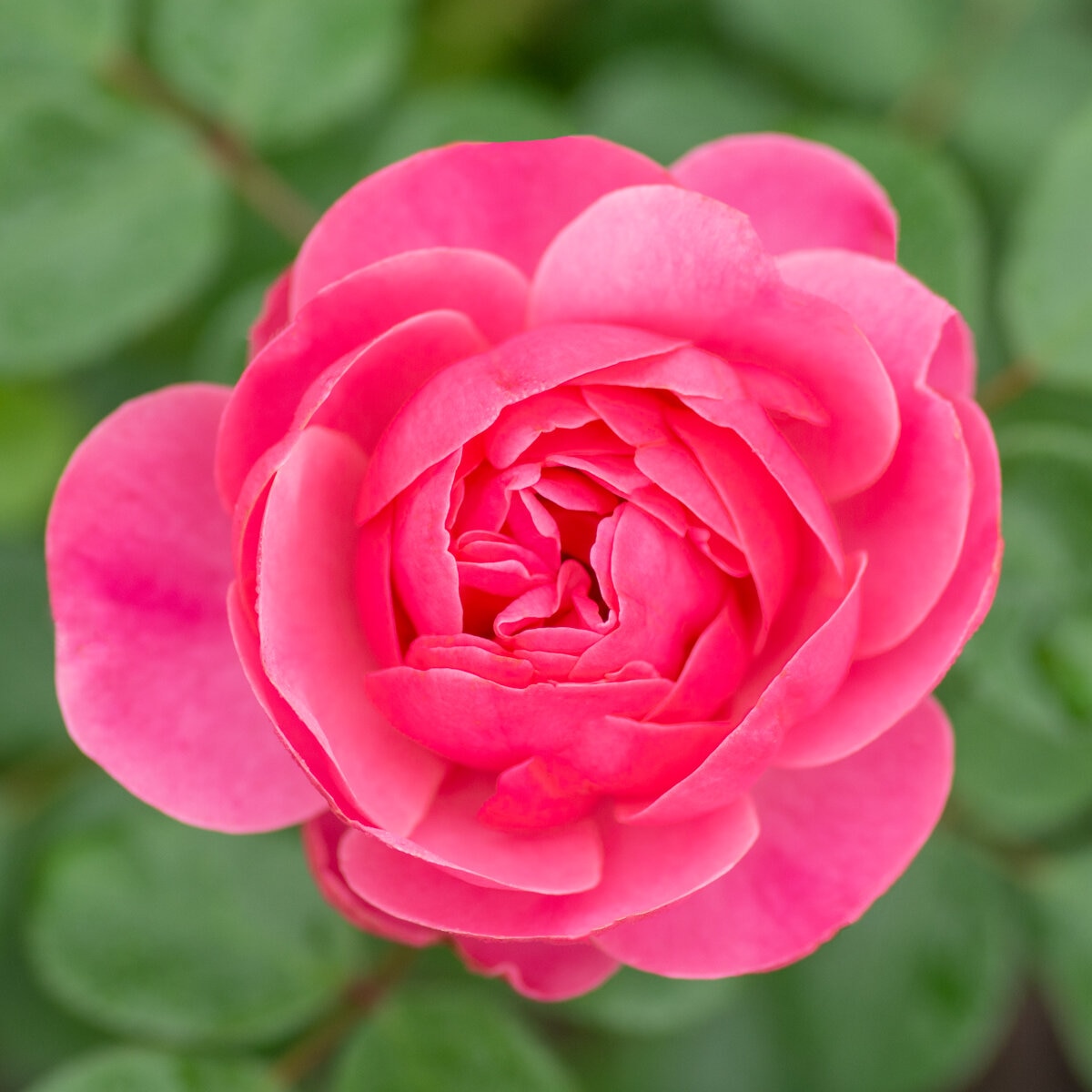 Rosa X Meideauri Leonardo Da Vinci Rose | SiteOne US