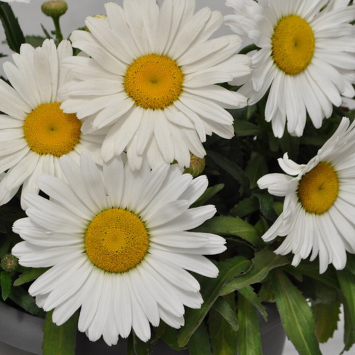 Leucanthemum X Superbum Betsy Shasta Daisy | SiteOne US