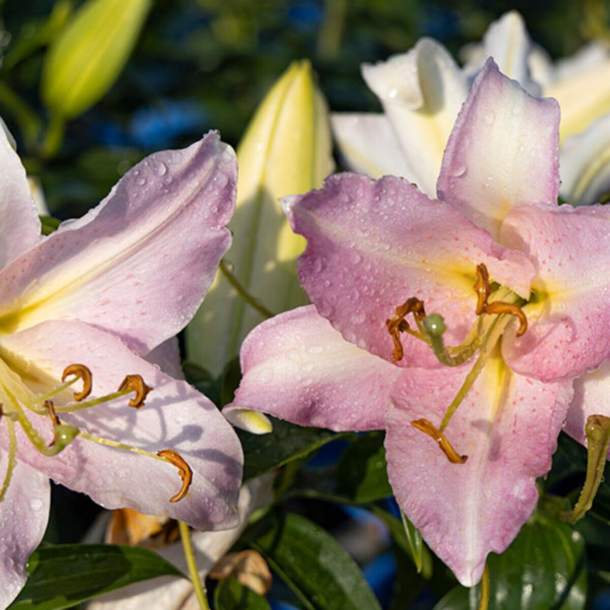 Lilium X Smart Romance Oriental Lily | SiteOne US