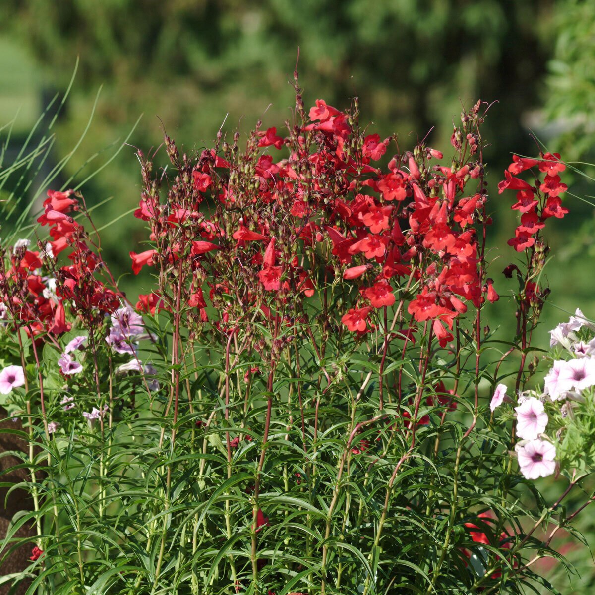 Penstemon Gloxinioides Firebird Beardtongue | SiteOne