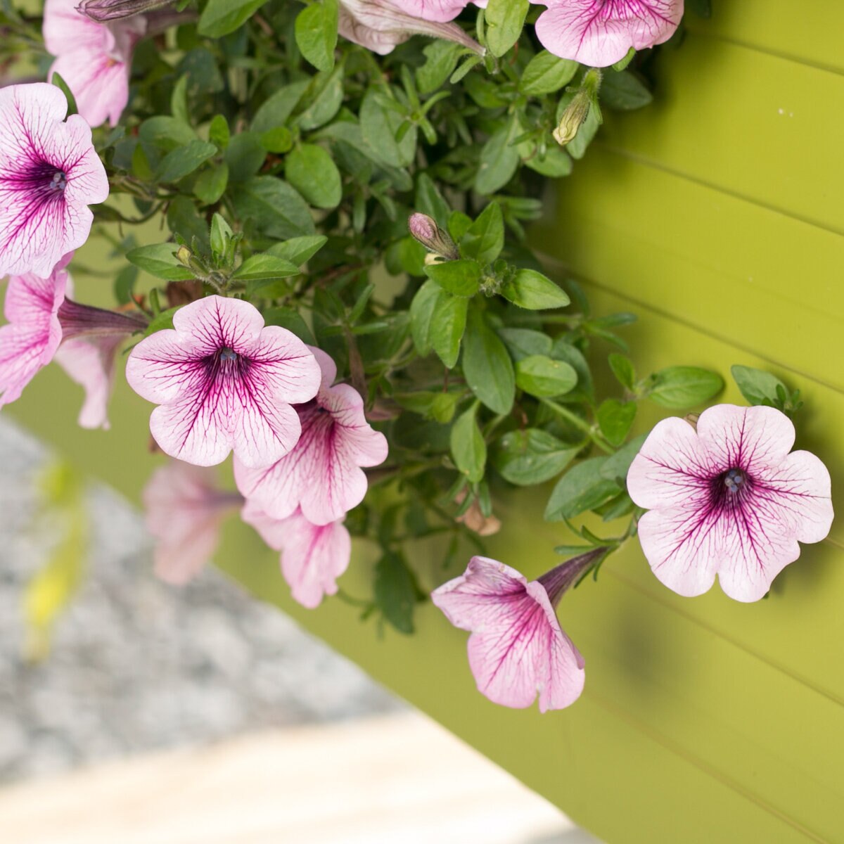Petunia hybrid Supertunia Mini Vista Plum Veined Proven Winners Petunia ...