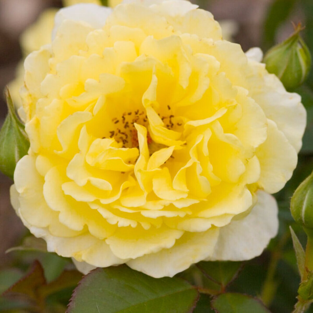 Rosa X Yellow Submarine Rose | SiteOne US