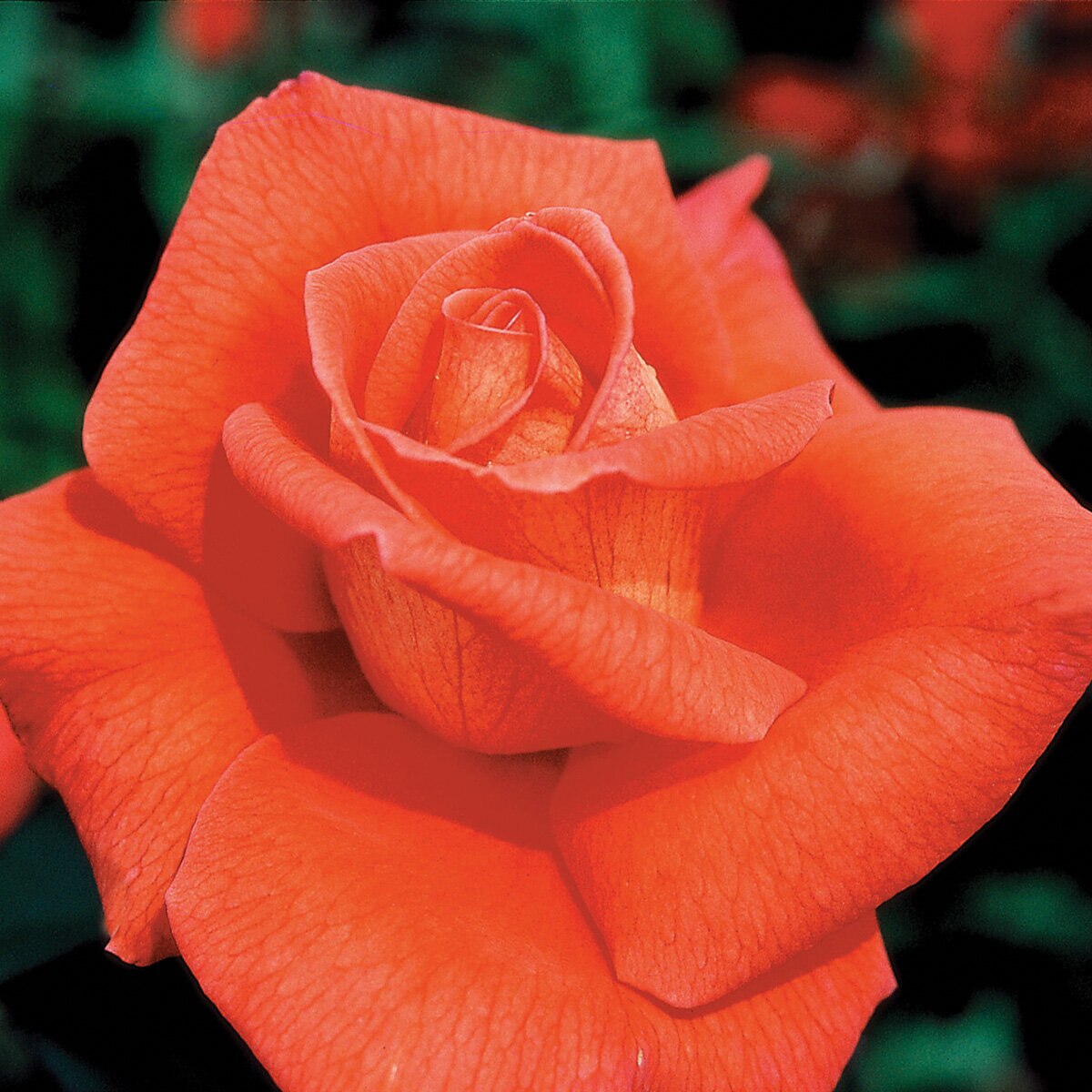 Rosa X Ruby Voodoo Rose | SiteOne US