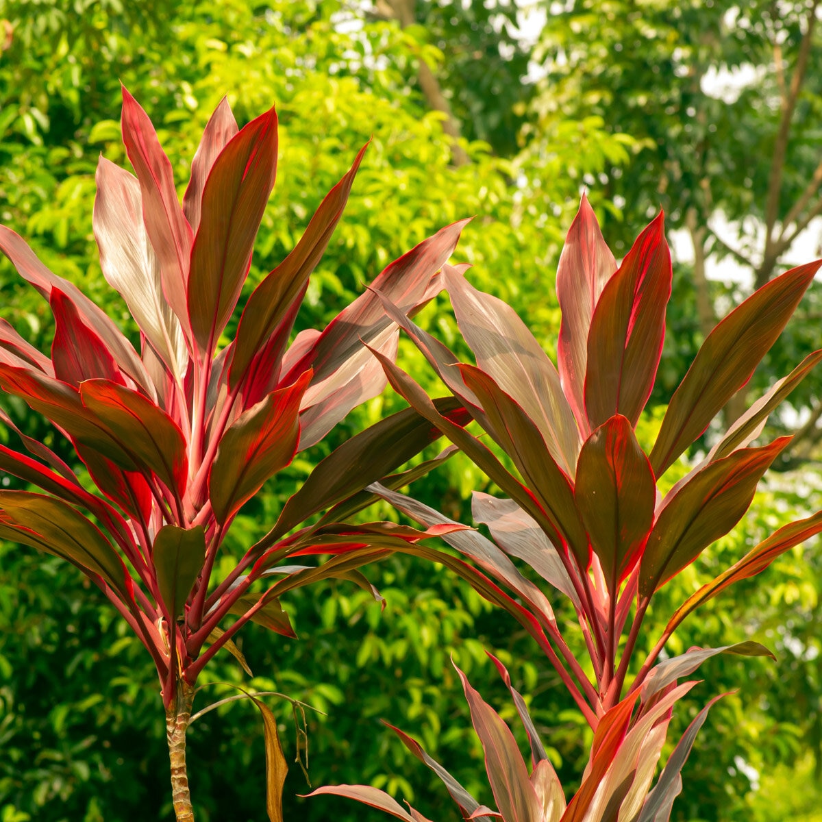 Cordyline Fruticosa Florida Red Ti Plant | SiteOne US