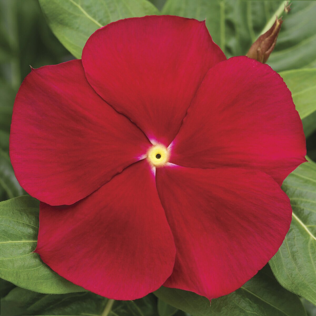 Catharanthus Roseus Cora Red Vinca | SiteOne US