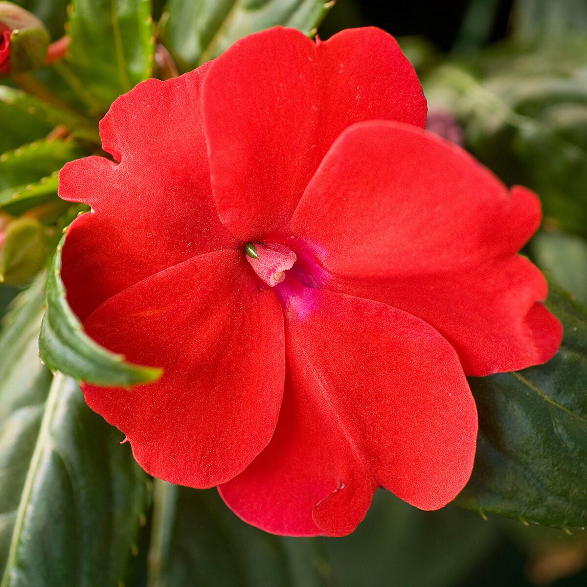 Impatiens X Hybrida SunPatiens Compact Red New Guinea Impatiens ...
