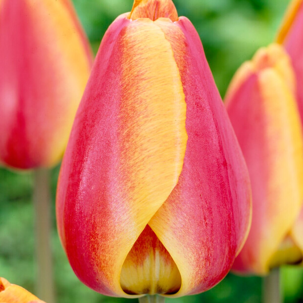 Tulipa Bulb Darwin Hybrid Apeldoorn Elite Tulip | SiteOne