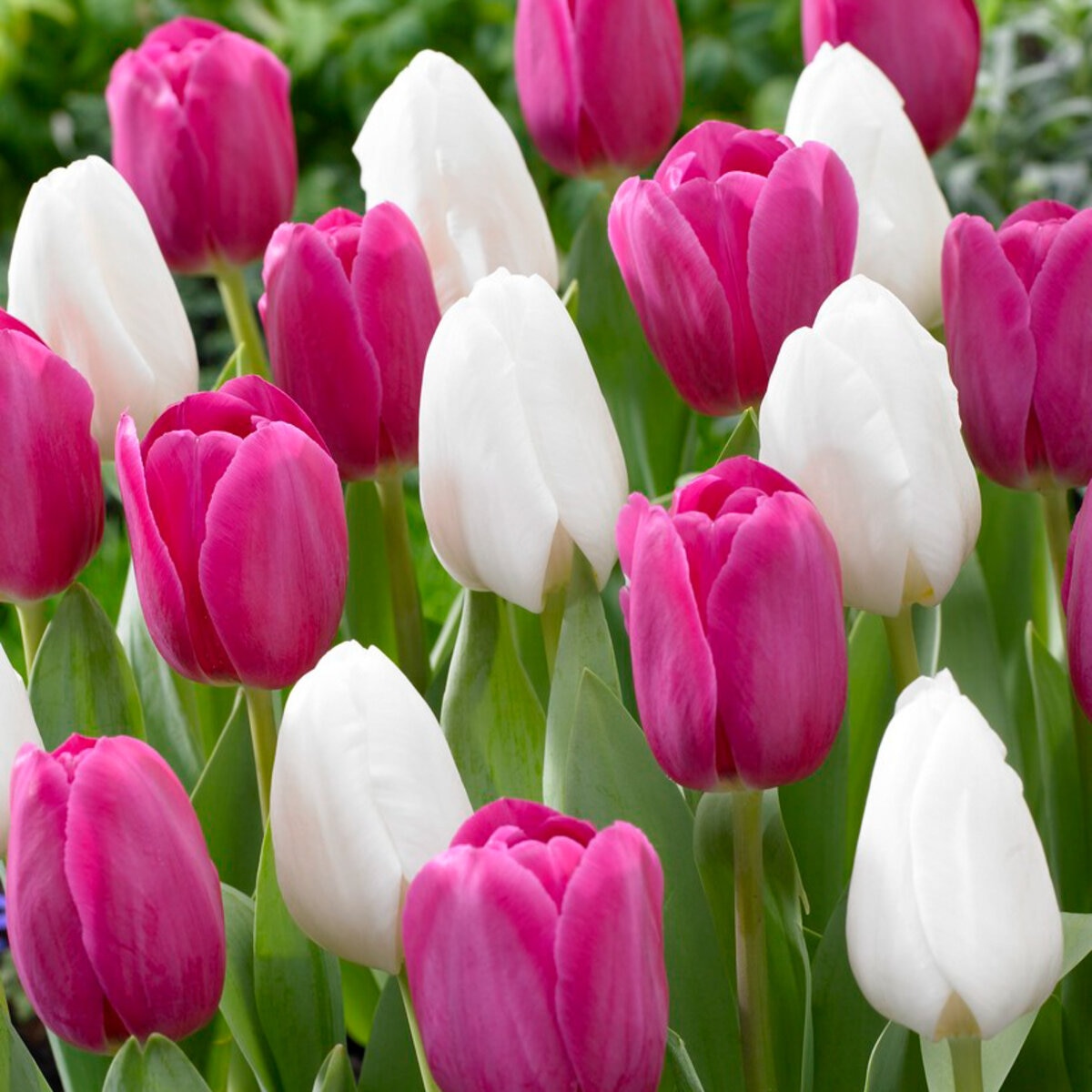 Tulipa Bulb Portfolio Berries and Cream Mixture Tulip | SiteOne US
