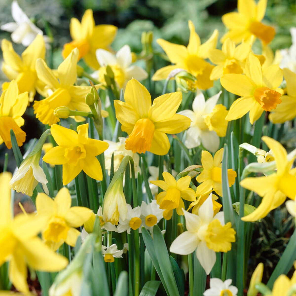 Narcissus Bulb Miniature Botanical Mixture Daffodil | SiteOne US