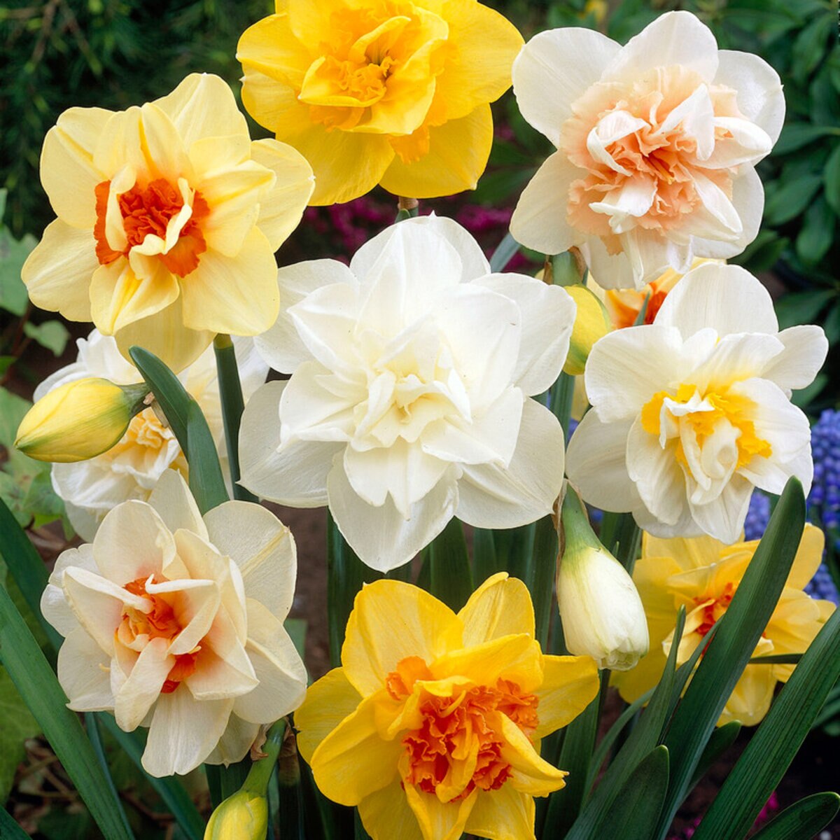 Narcissus Bulb Double Mixture Daffodil | SiteOne US
