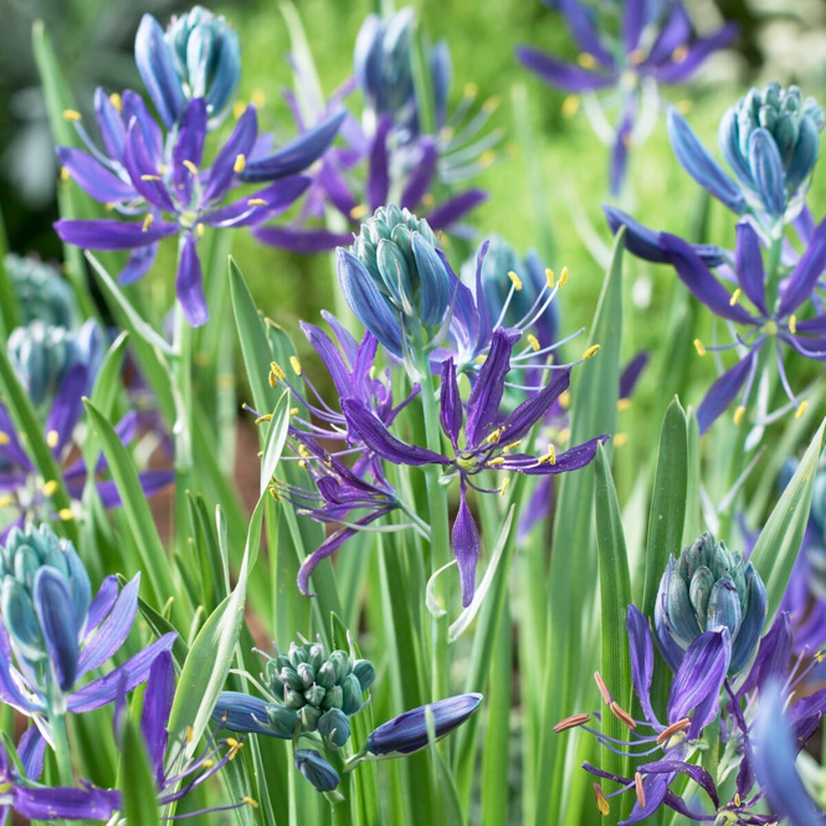 Camassia Bulb Quamash Esculenta Camas | SiteOne