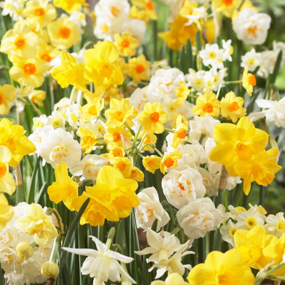 Narcissus Bulb Bunch Flowering Fragrant Mixture Daffodil | SiteOne US