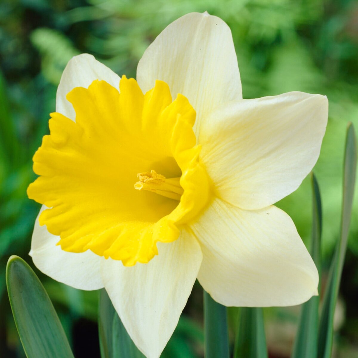 Narcissus Bulb Trumpet Goblet Daffodil | SiteOne