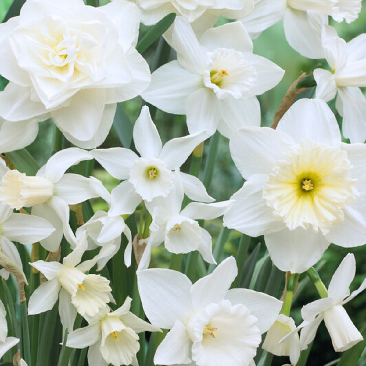 Narcissus Bulb All Season Holland Mixture Daffodil | SiteOne US