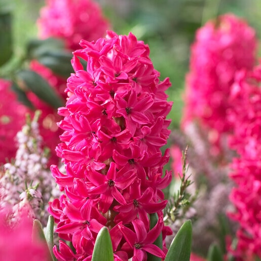 Hyacinthus Bulb Orientalis Jan Bos Hyacinth | SiteOne US