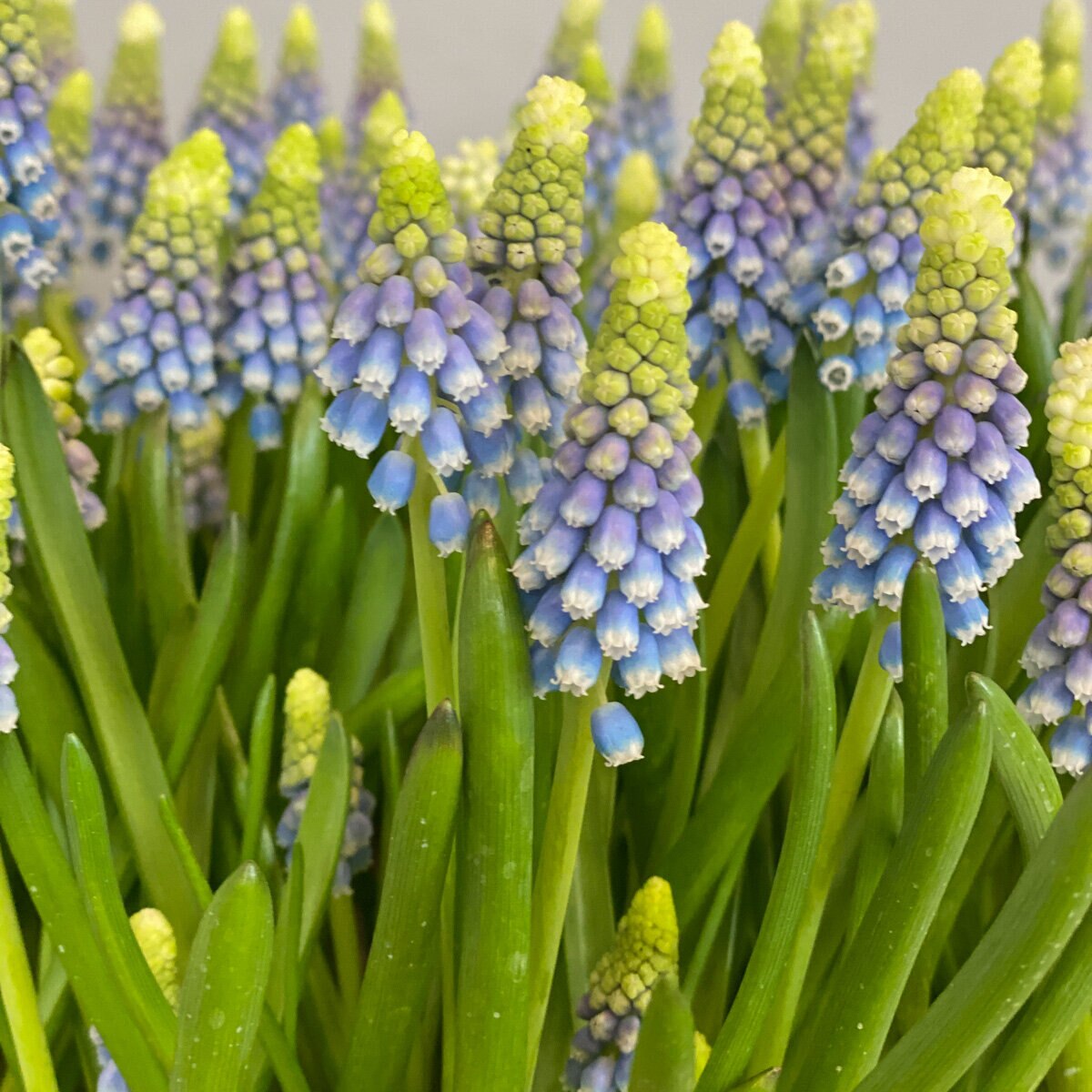 Muscari Bulb Armeniacum Julia Grape Hyacinth | SiteOne US
