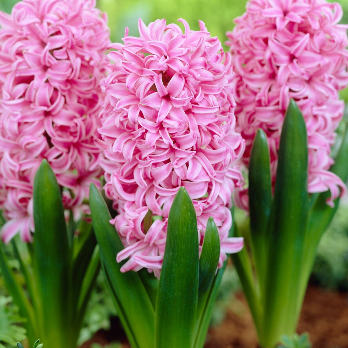 Hyacinthus Bulb Orientalis Pink Pearl Hyacinth | SiteOne US
