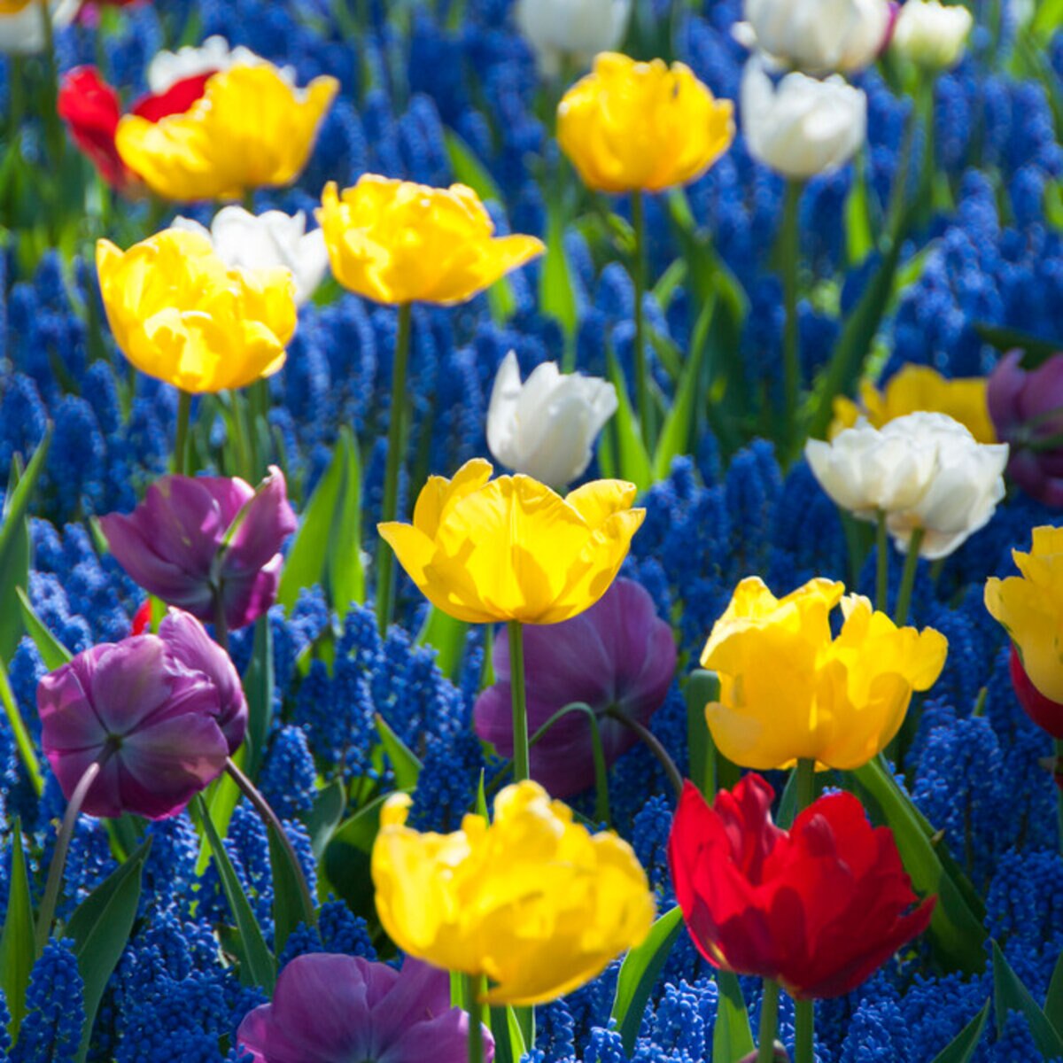 Multi Bulb Portfolio Pop Art Blend | SiteOne US