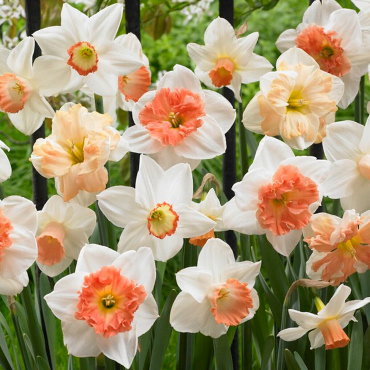 Narcissus Bulb All Season Rotterdam Mixture Daffodil | SiteOne US