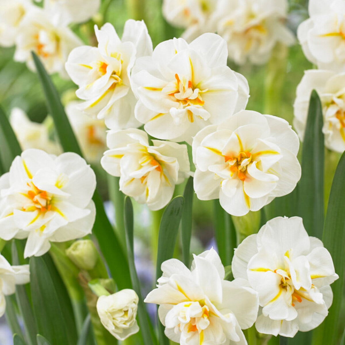 Narcissus Bulb Bunch Flowering Sir Winston Churchill Daffodil | SiteOne US