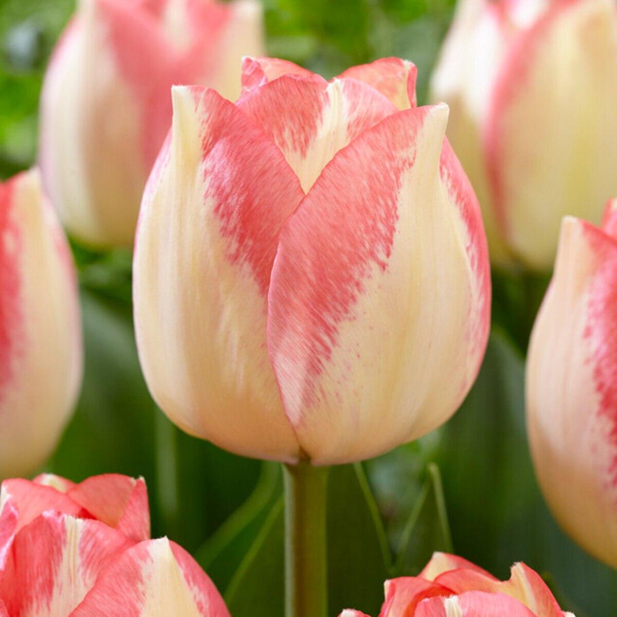Tulipa Bulb Triumph Spryng Sunrise Tulip | SiteOne