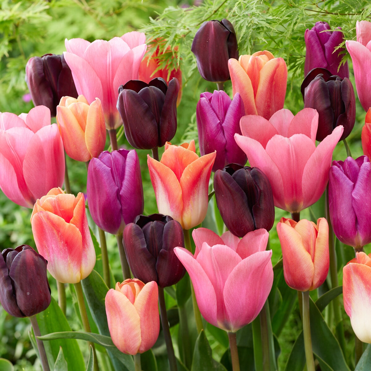 Tulipa Bulb Portfolio Supernova Mixture Tulip | SiteOne US