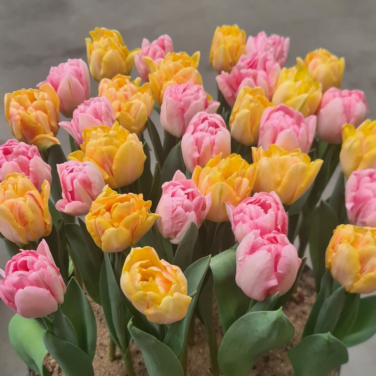 Tulipa Bulb Charms Mixture Tulip | SiteOne US