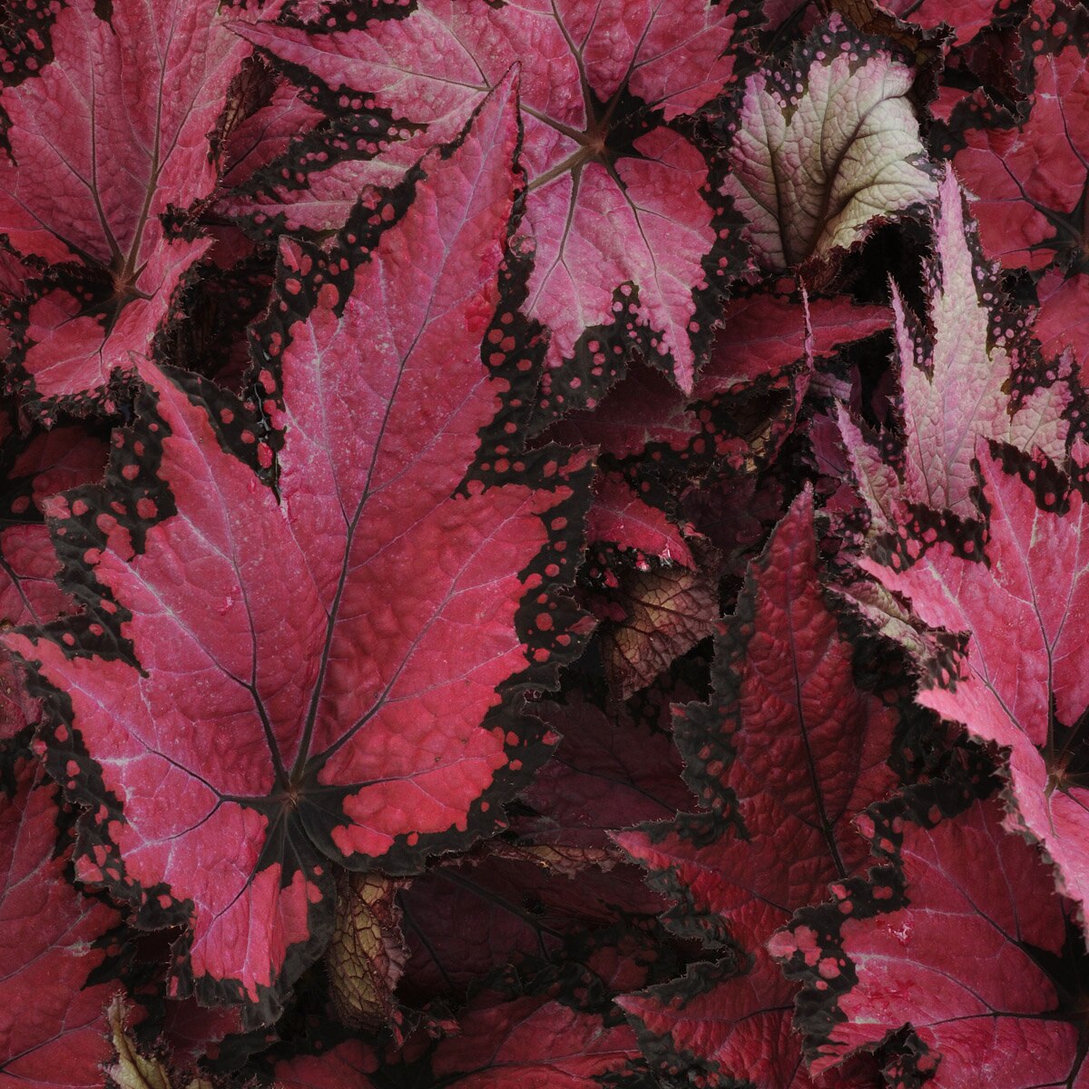 Begonia X Jurassic Pink Shades Rex Begonia | SiteOne