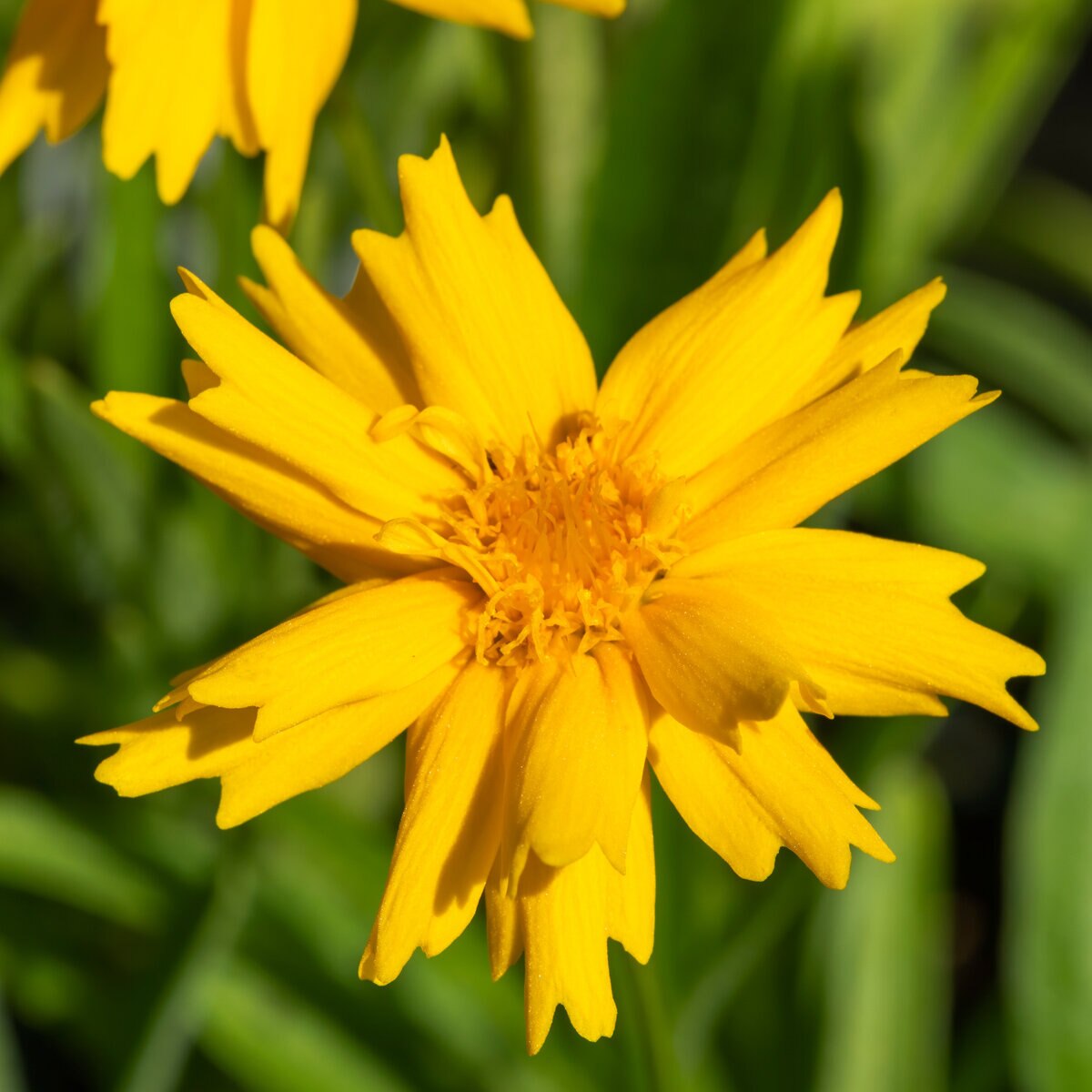 Coreopsis Grandiflora Sun Up Tickseed | SiteOne US