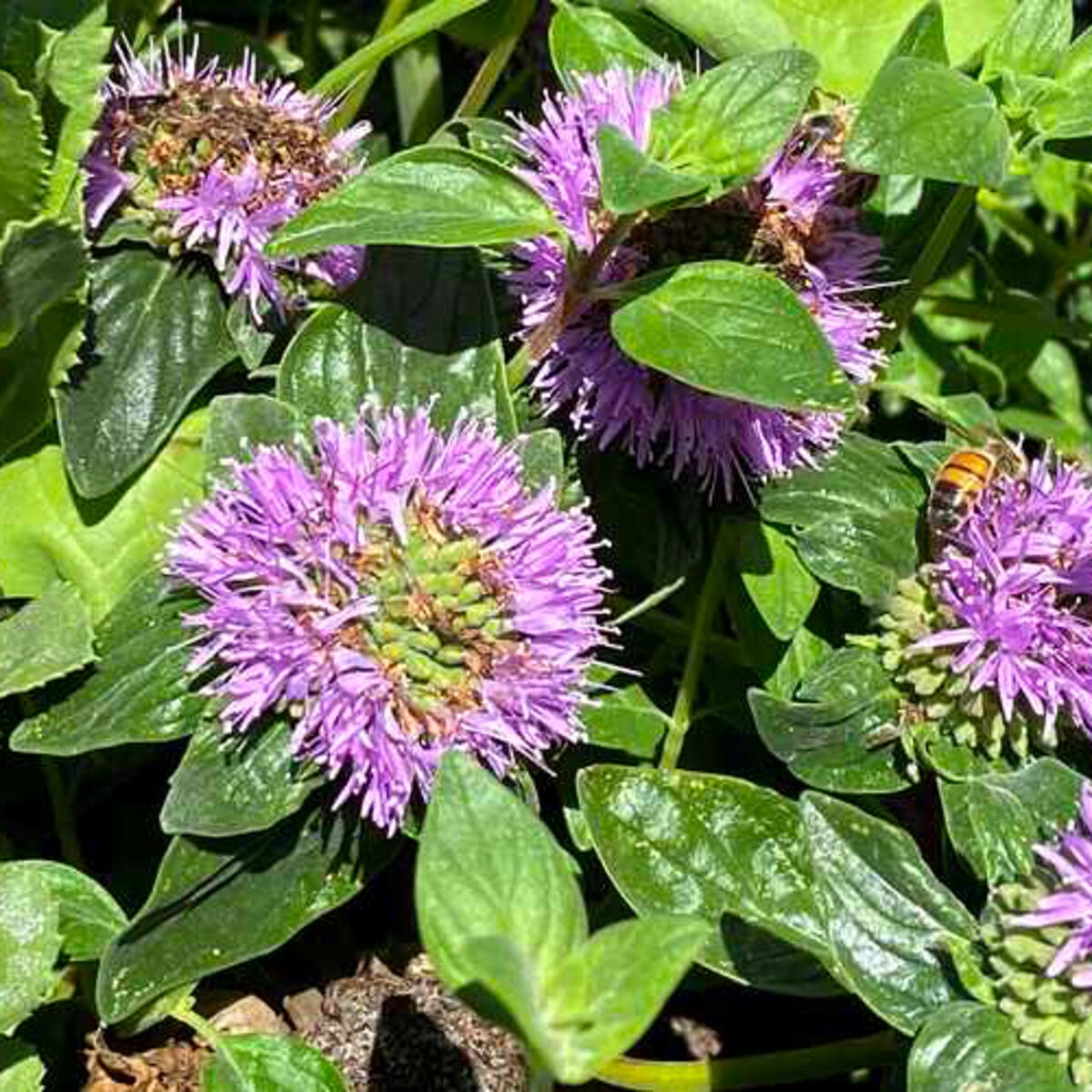 Monardella Villosa ssp. Franciscana Russian River Coyote Mint | SiteOne US