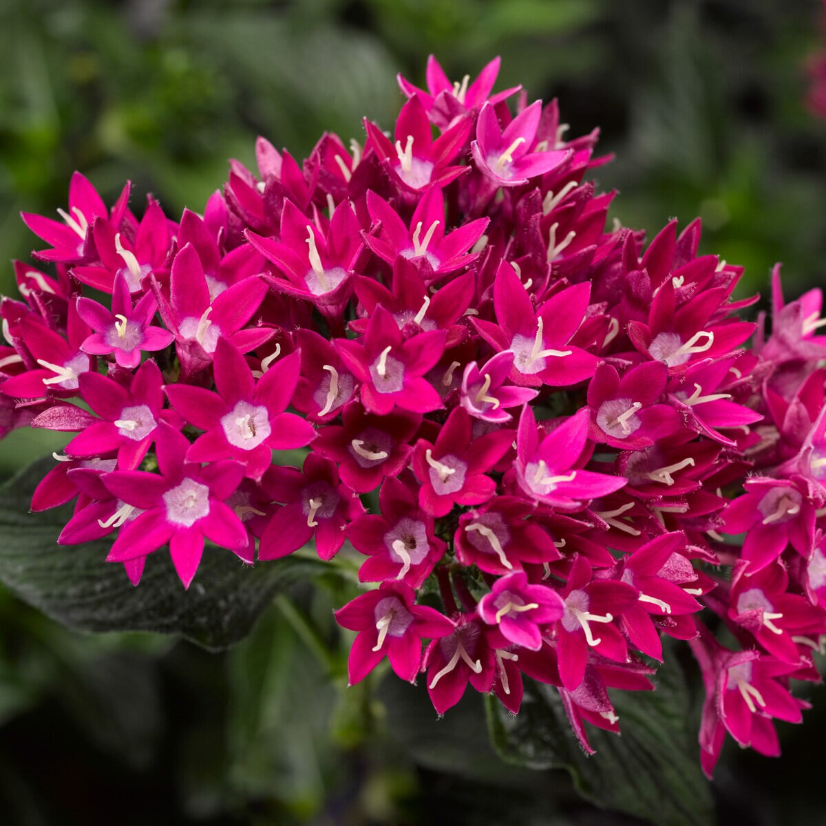 Pentas Lanceolata Starcluster Violet Egyptian Star Flower | SiteOne US