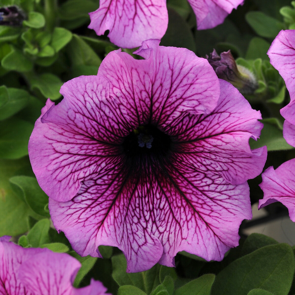 Petunia x hybrida Daddy Sugar Single Grandiflora Petunia | SiteOne