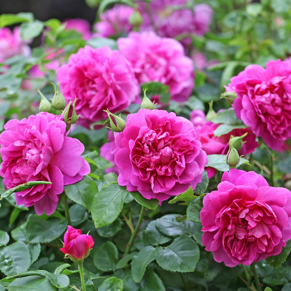 Rosa X Princess Anne David Austin English Shrub Rose | SiteOne US