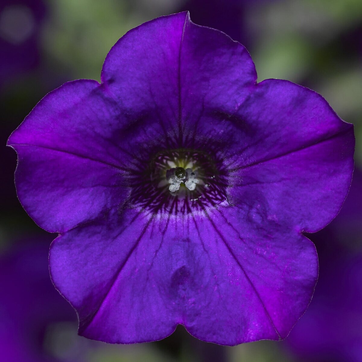 Petunia X Hybrida Multiflora Blue Petunia | SiteOne US