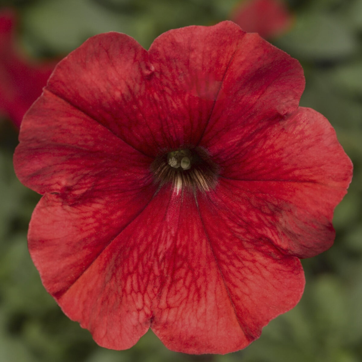 Petunia X Hybrida Multiflora Red Petunia | SiteOne US