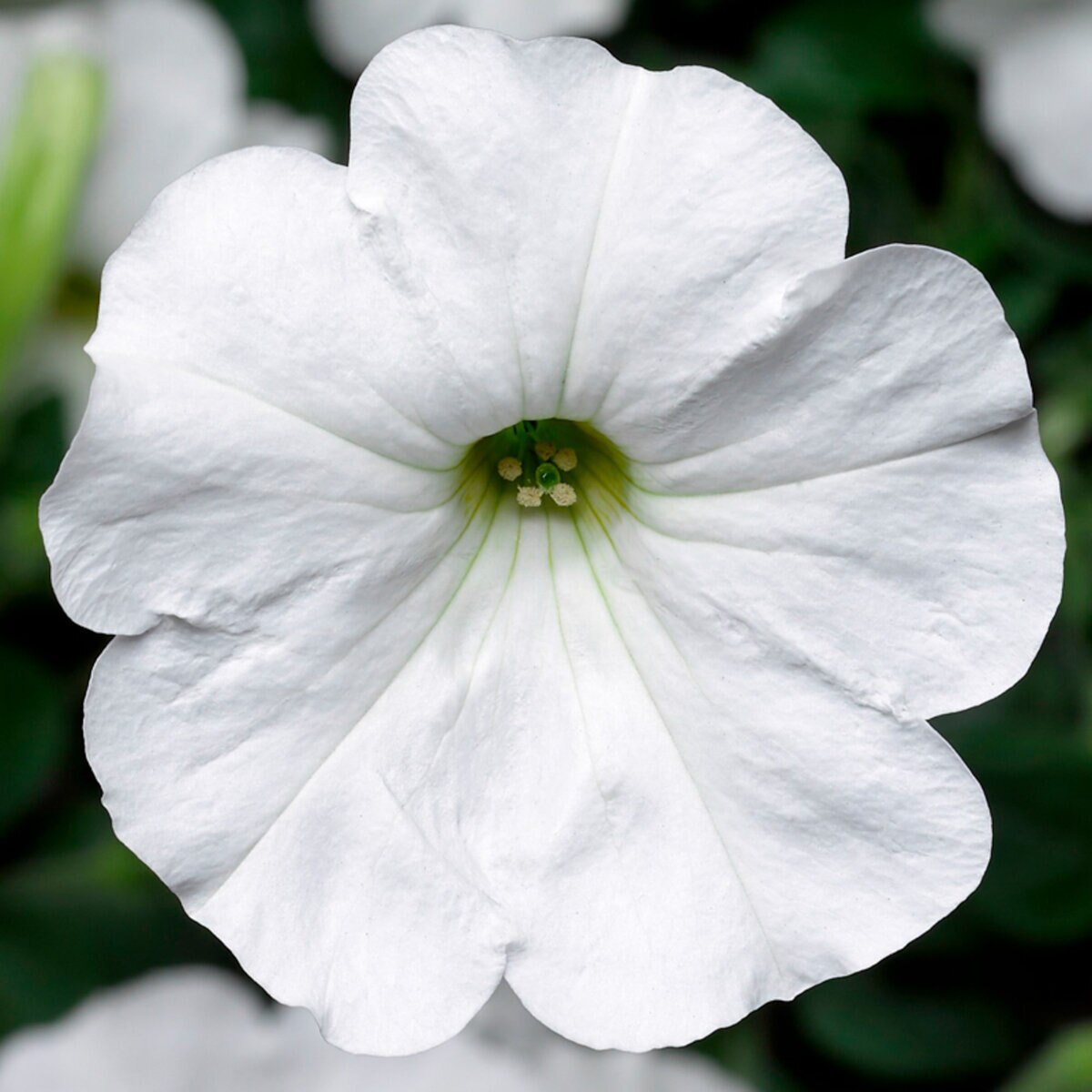 Petunia X Hybrida Multiflora White Petunia | SiteOne US