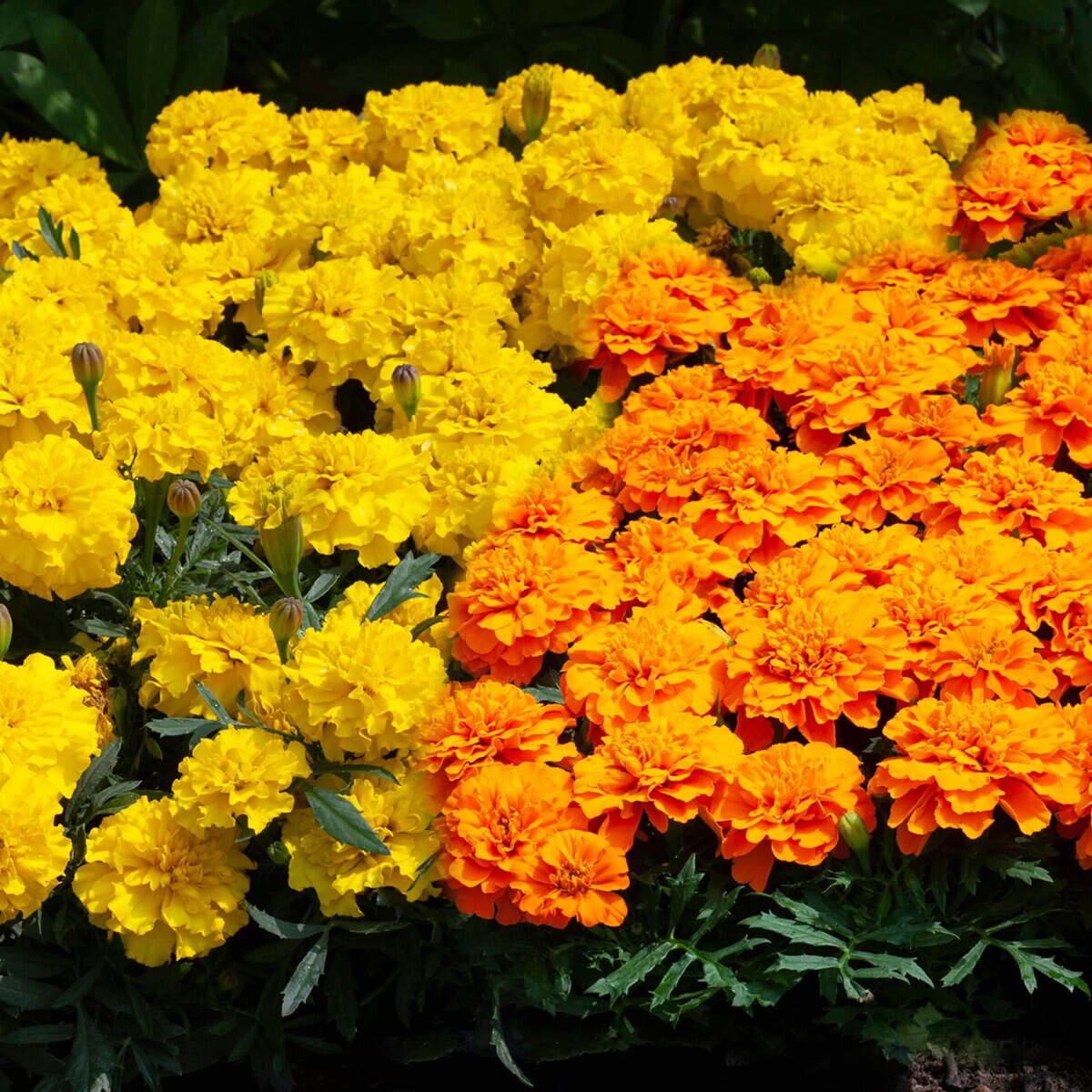 Tagetes Patula Mixture French Marigold | SiteOne US