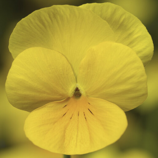 viola cornuta cuidados