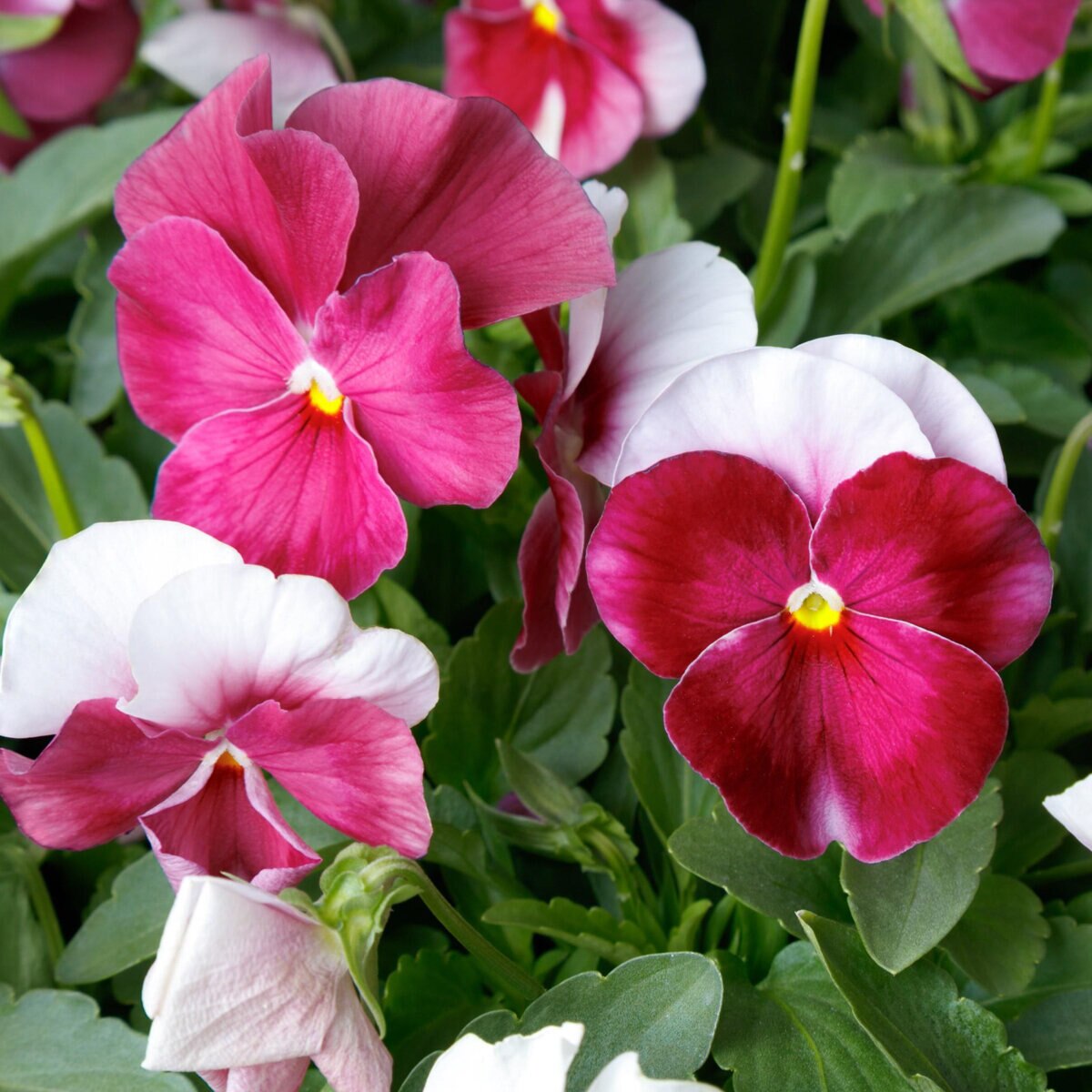 Viola X Hybrida ColorMax Beacon Rose Large-Flowered Vio | SiteOne