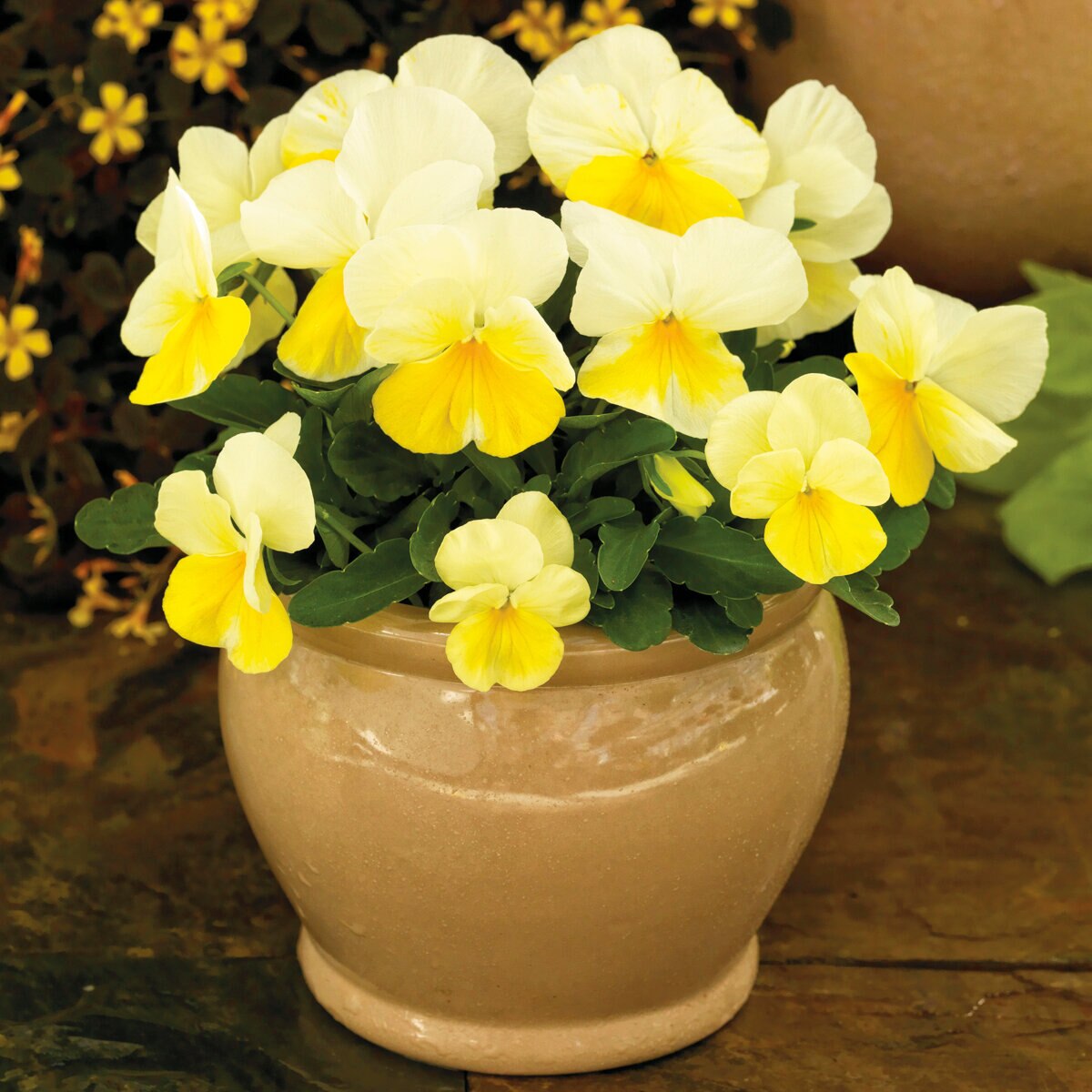 Viola X Hybrida ColorMax Lemon Splash Large-Flowered Viola | SiteOne US