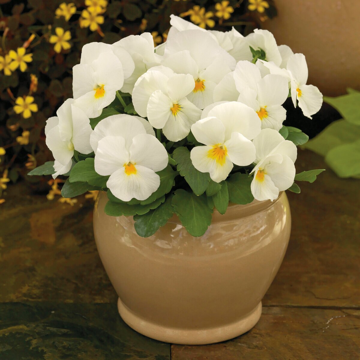 Viola X Hybrida ColorMax Popcorn Large-Flowered Viola | SiteOne US