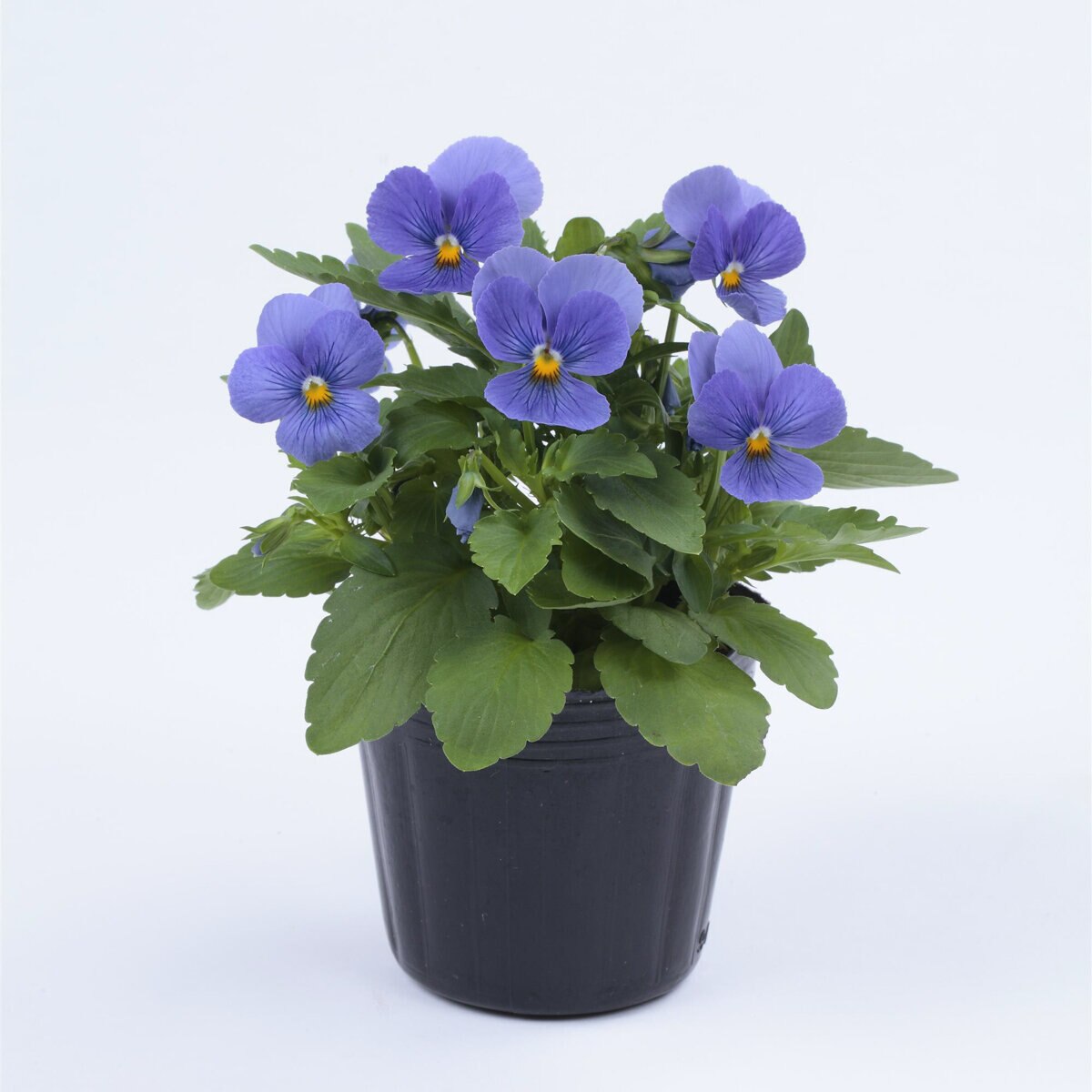 Viola X Hybrida ColorMax True Blue Large-Flowered Viola | SiteOne US