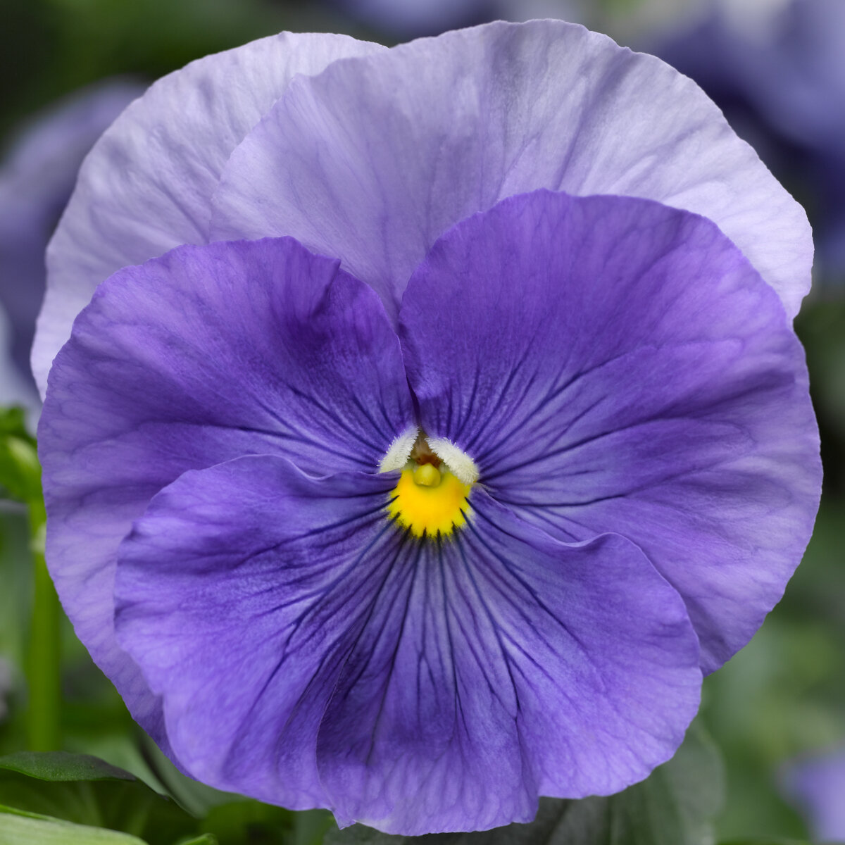 Viola X Wittrockiana Pure Light Blue Pansy | SiteOne US