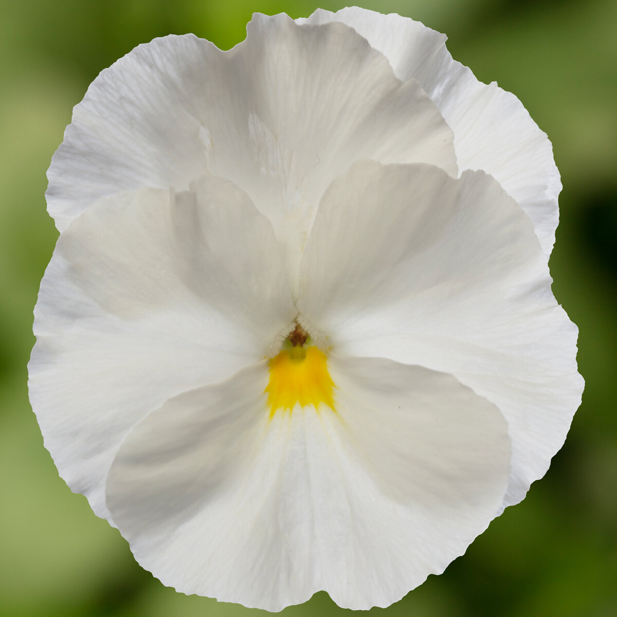 Viola x wittrockiana Pure White Pansy | SiteOne US